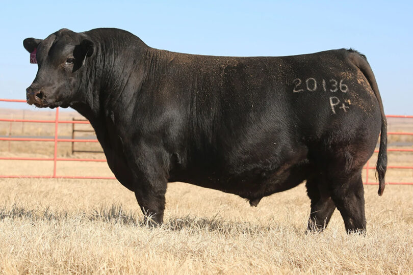 Red Angus – Premium Beef Genetics