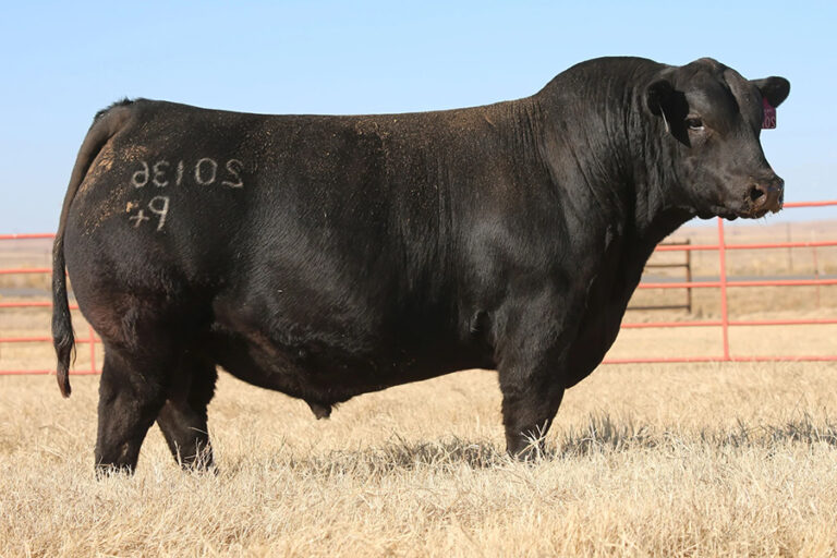 DUFF CROSSROADS 20136 – Premium Beef Genetics