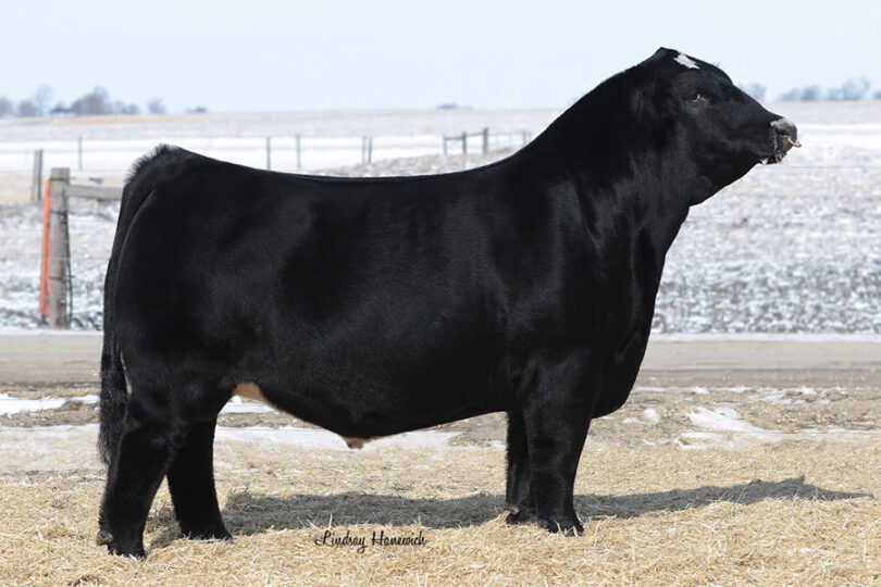 Simmental – Premium Beef Genetics
