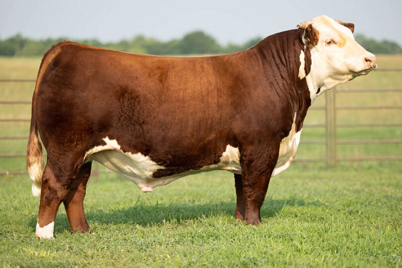 Hereford – Premium Beef Genetics