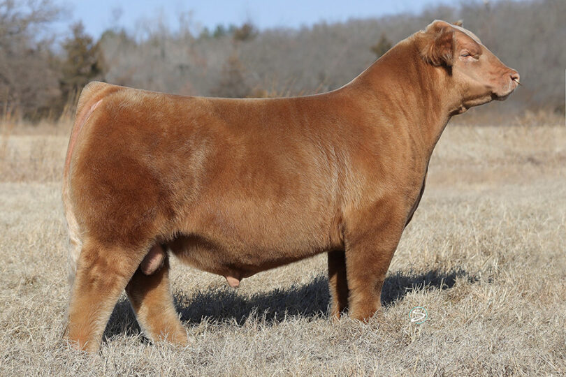 Club Calf – Premium Beef Genetics