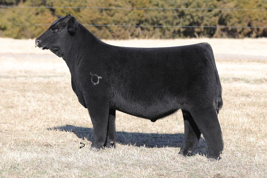 I DELIVER – Premium Beef Genetics