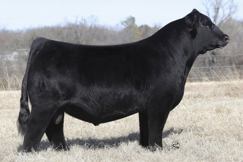 CIDR GUN – Premium Beef Genetics