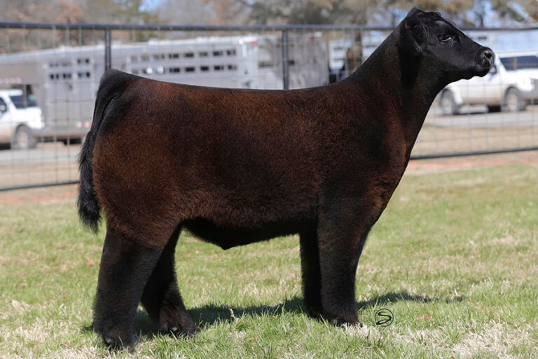 Club Calf – Premium Beef Genetics