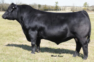DUFF ANGUS 011 – Premium Beef Genetics