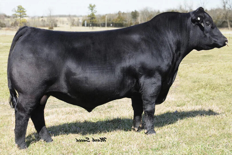 CONNEALY CRAFTSMAN – Premium Beef Genetics