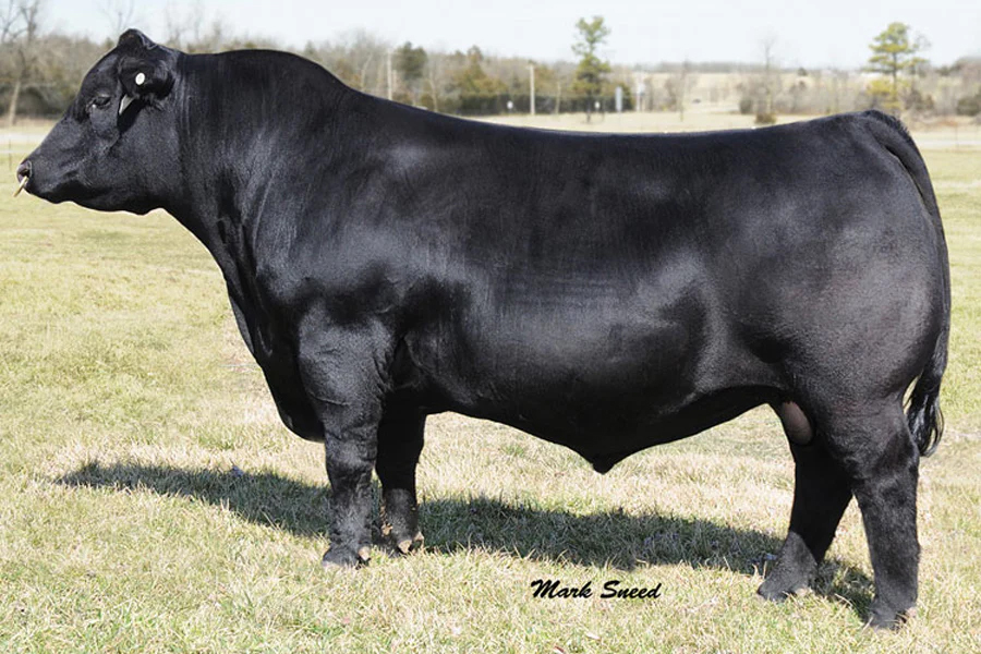 DUFF ANGUS 011 – Premium Beef Genetics