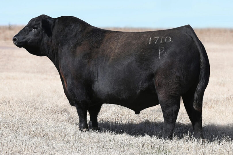 Red Angus – Premium Beef Genetics