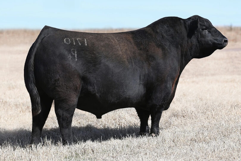 KJHT POWER TAKE OFF – Premium Beef Genetics