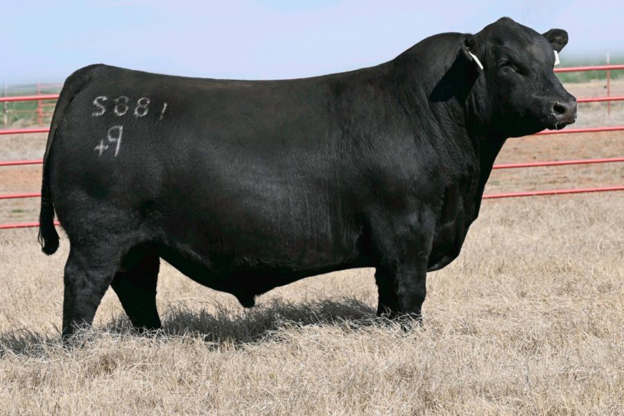 DUFF CARRIED AWAY 1882 – Premium Beef Genetics