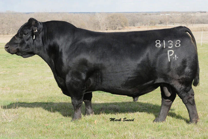 Black Angus – Page 2 – Premium Beef Genetics