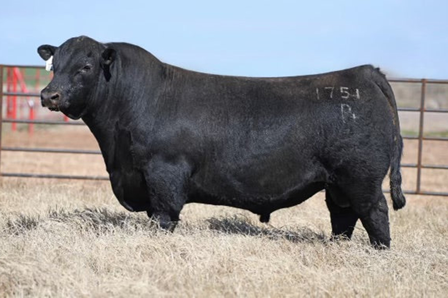 DUFF FOR SURE 1751 – Premium Beef Genetics