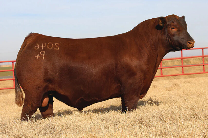 Premium Beef Genetics