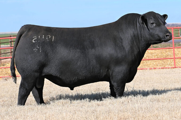 HF HI-COUNTRY 7L – Premium Beef Genetics