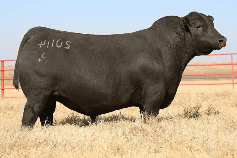 Black Angus – Page 4 – Premium Beef Genetics
