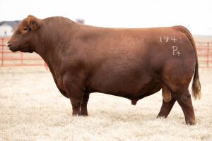 Red Angus – Premium Beef Genetics