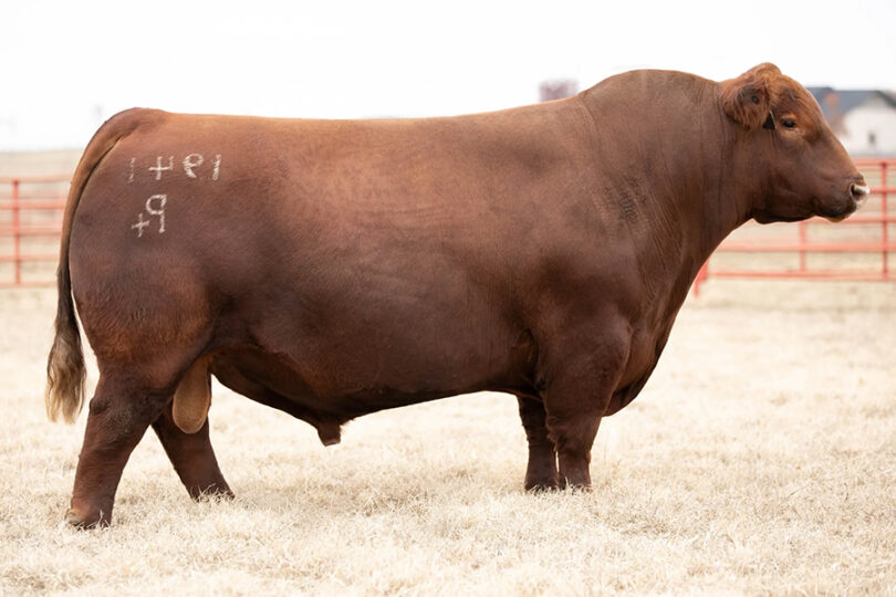 DUFF RED BLOOD 18114 – Premium Beef Genetics