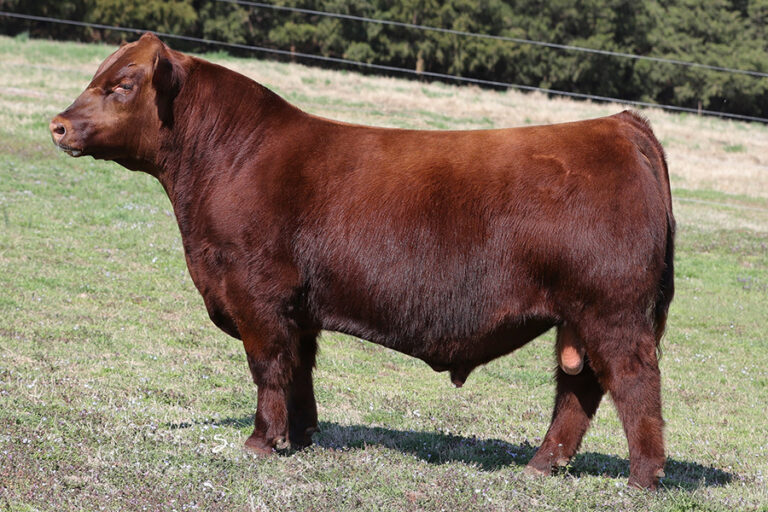 DUFF HD 2046 – Premium Beef Genetics