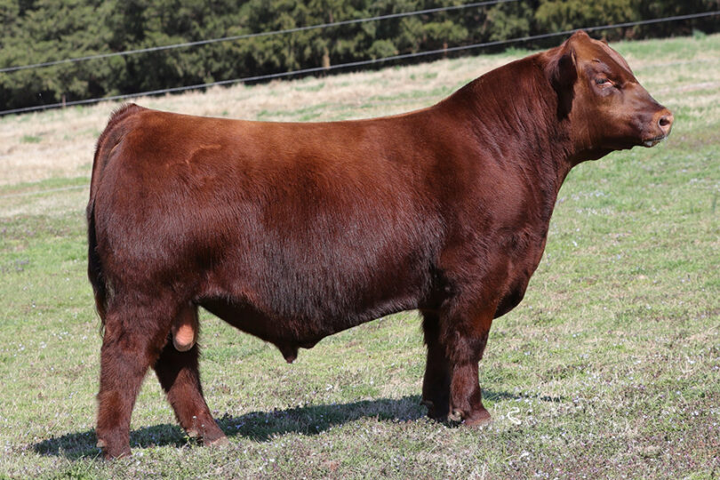 DUFF RED BLOOD 18114 – Premium Beef Genetics