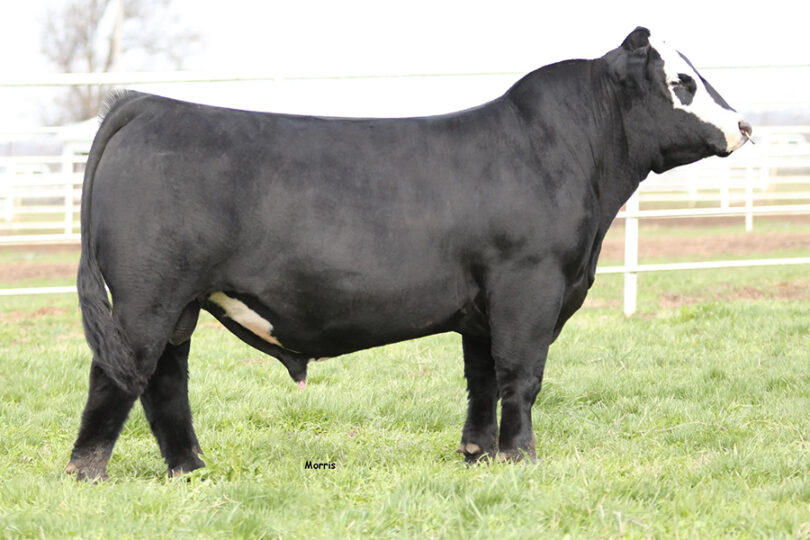 Simmental – Page 2 – Premium Beef Genetics
