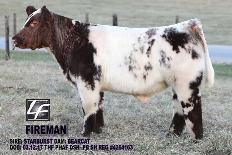 Club Calf – Premium Beef Genetics