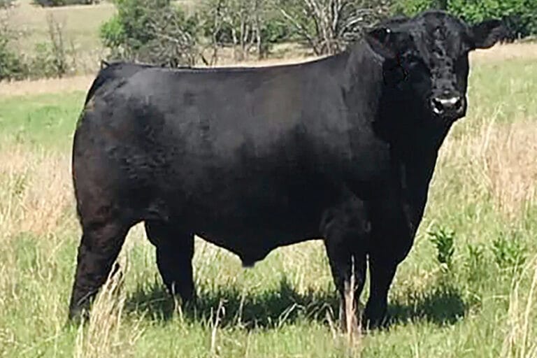 Gelbvieh – Premium Beef Genetics