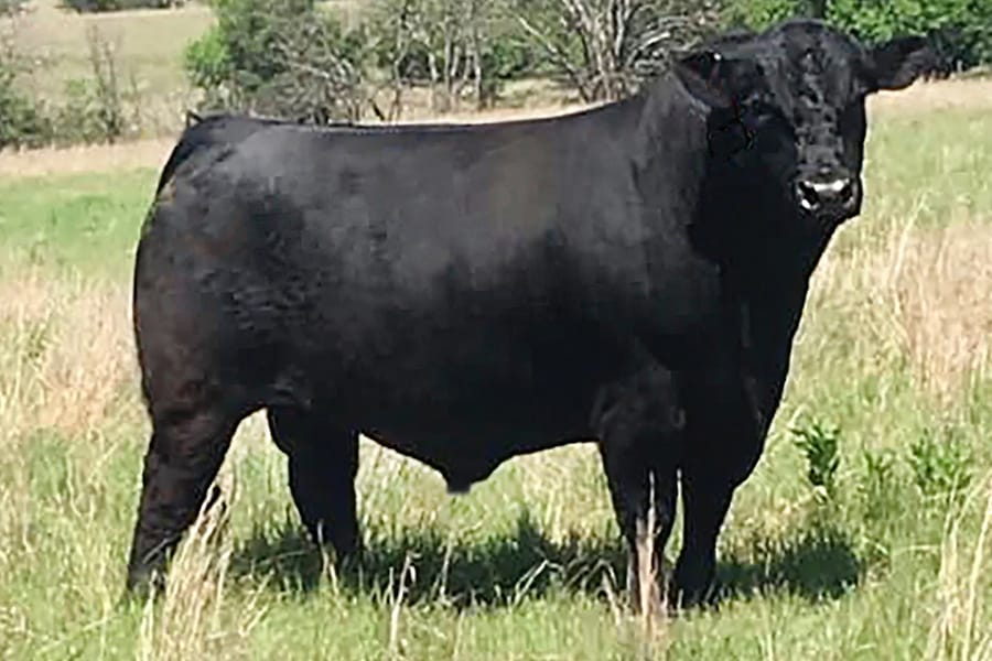 Gelbvieh – Premium Beef Genetics