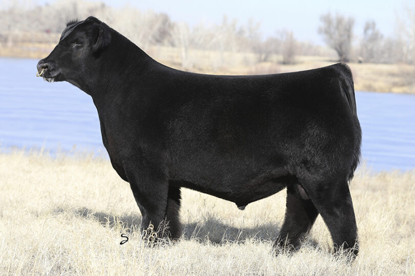 Black Angus – Page 3 – Premium Beef Genetics