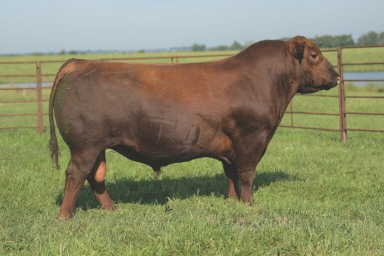 DUFF RED BLOOD 18114 – Premium Beef Genetics