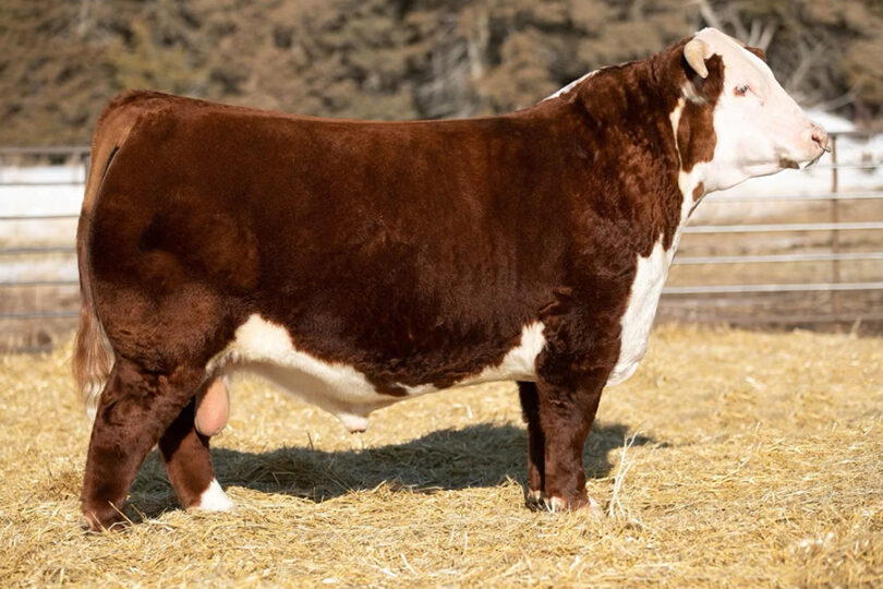 Hereford – Premium Beef Genetics