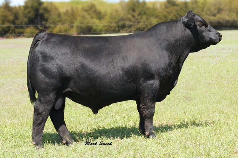 Black Angus – Page 3 – Premium Beef Genetics
