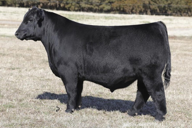 Black Angus – Page 3 – Premium Beef Genetics