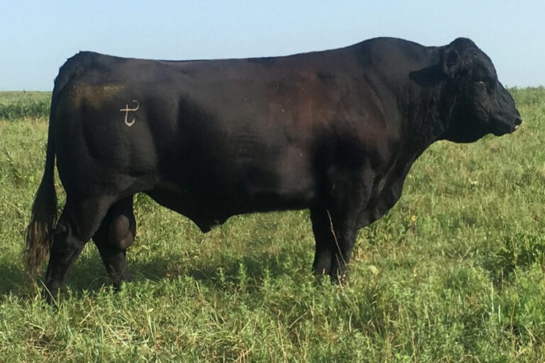 Gelbvieh – Premium Beef Genetics