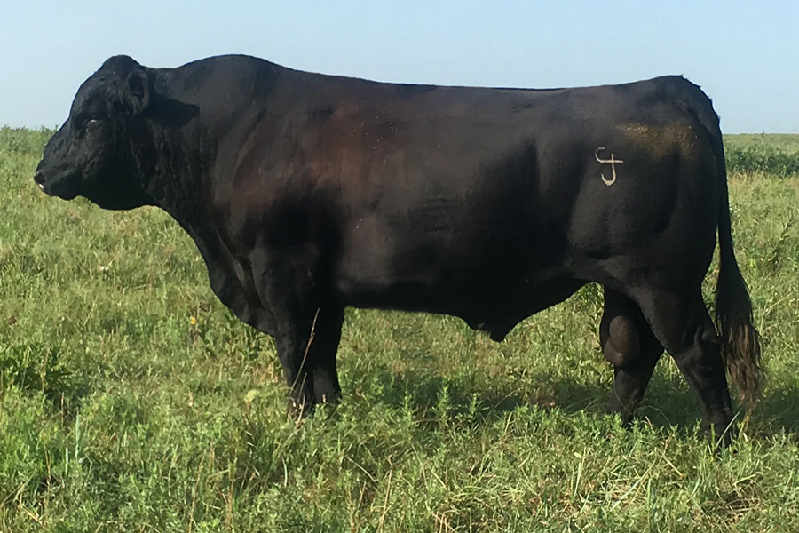 Gelbvieh – Premium Beef Genetics