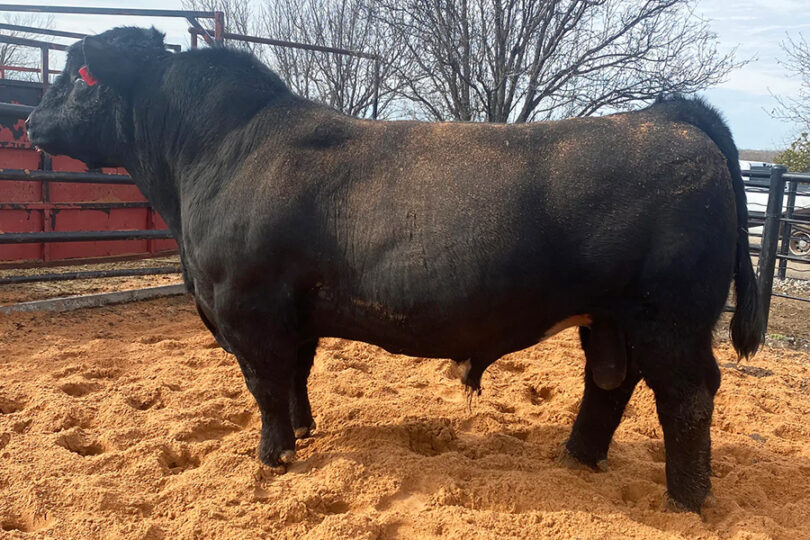 Maine-Anjou – Premium Beef Genetics