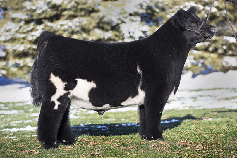 Club Calf – Premium Beef Genetics