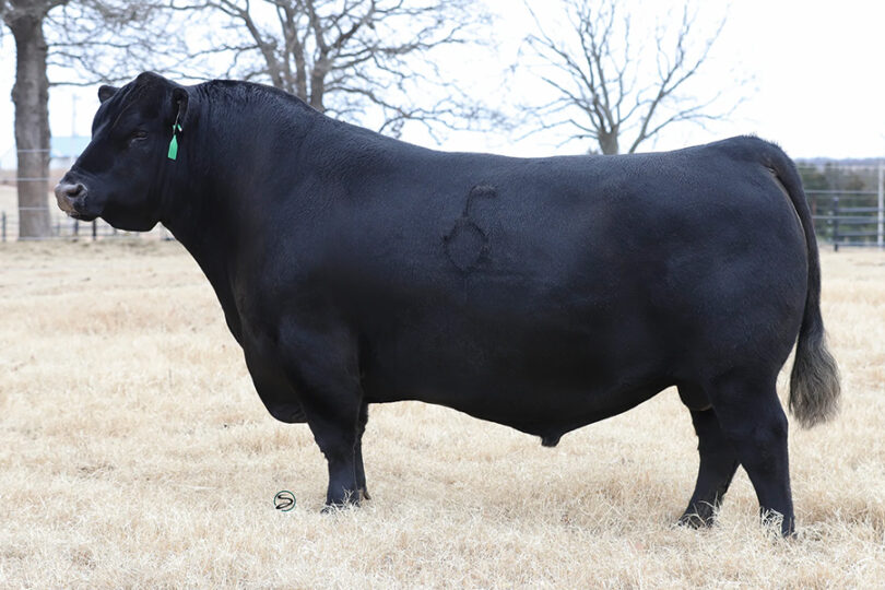 Black Angus – Page 2 – Premium Beef Genetics