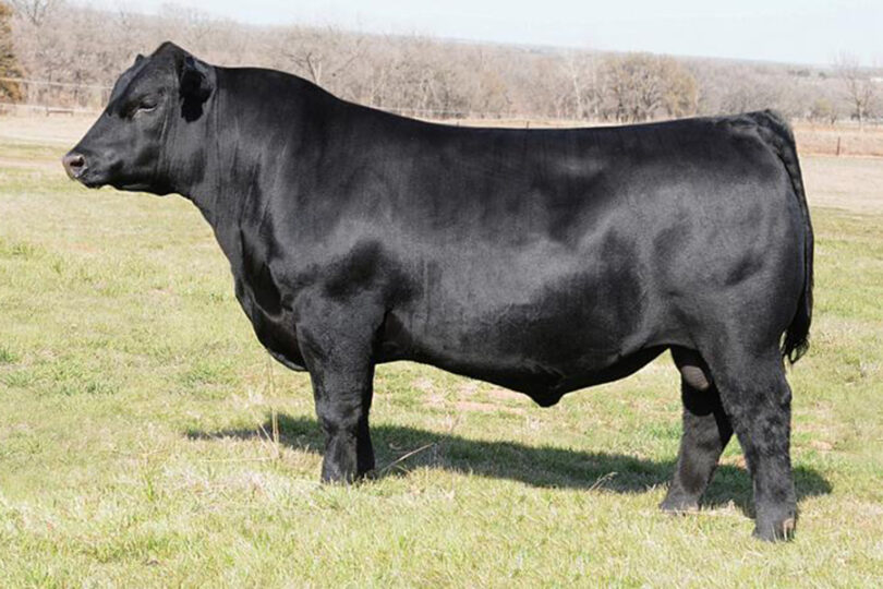 Black Angus – Page 3 – Premium Beef Genetics