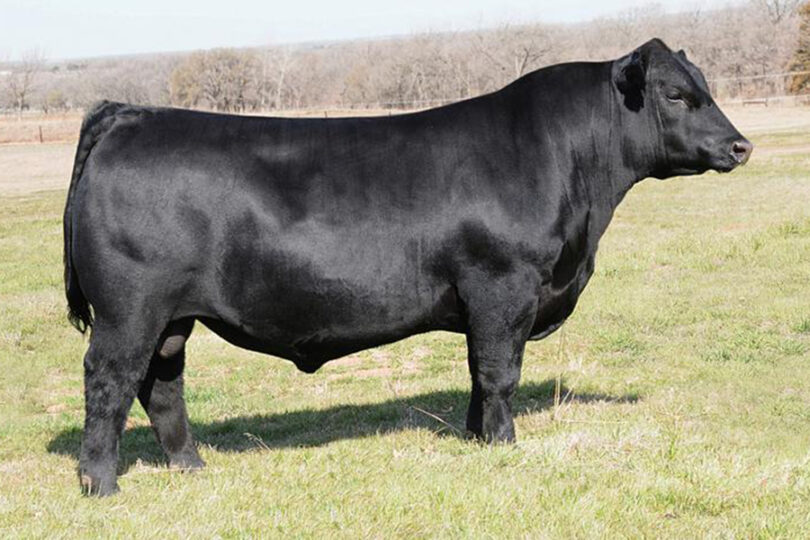 GCC GOLD STANDARD X615 – Premium Beef Genetics