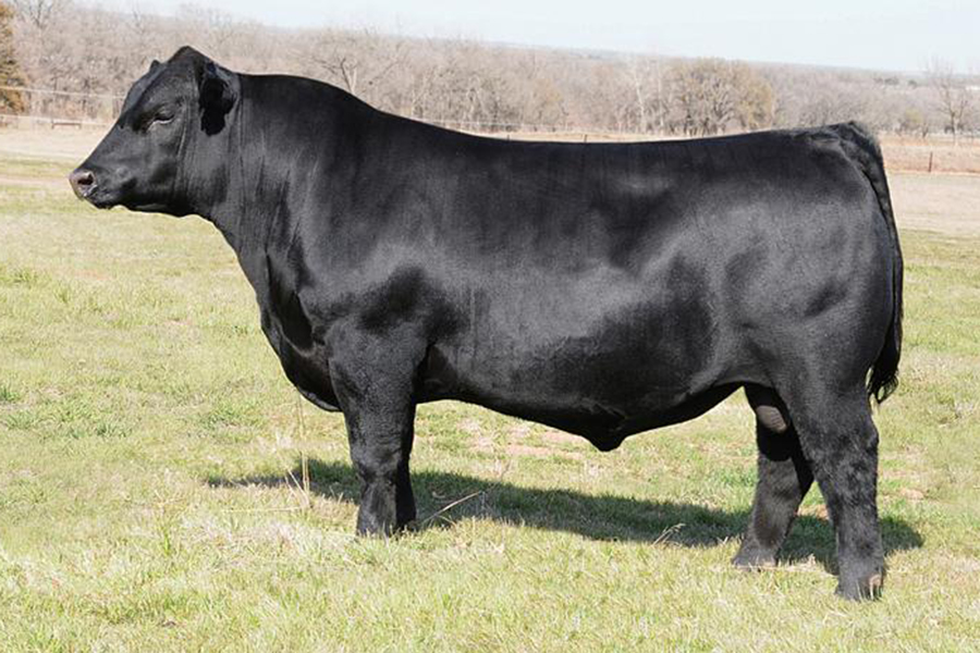 GCC GOLD STANDARD X615 – Premium Beef Genetics