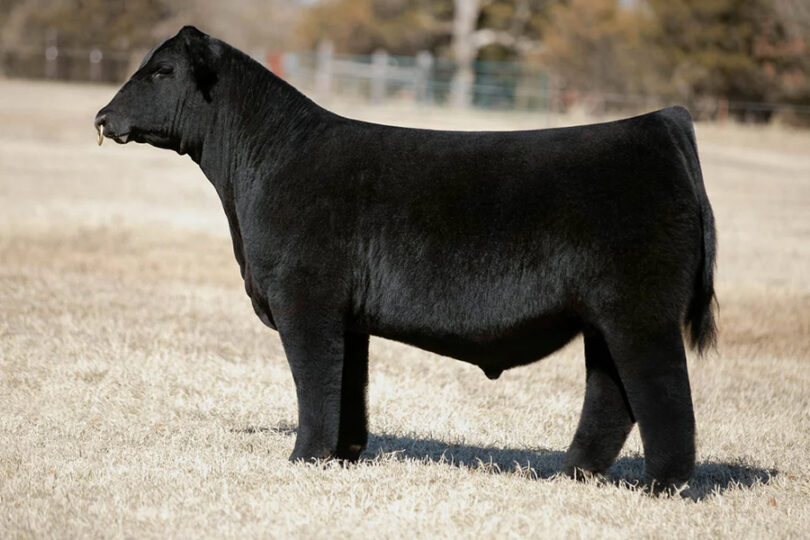 STAG GOOD TIMES 201 ET – Premium Beef Genetics