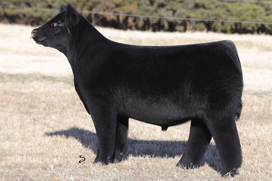 COLOR CODED – Premium Beef Genetics