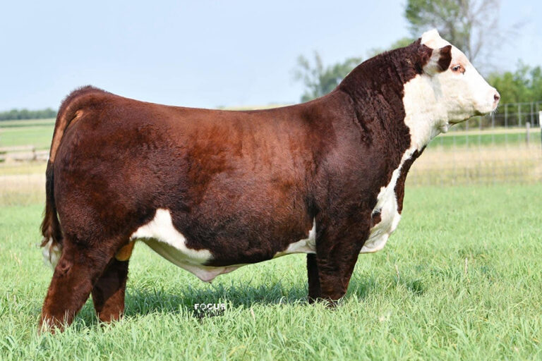 Hereford – Premium Beef Genetics
