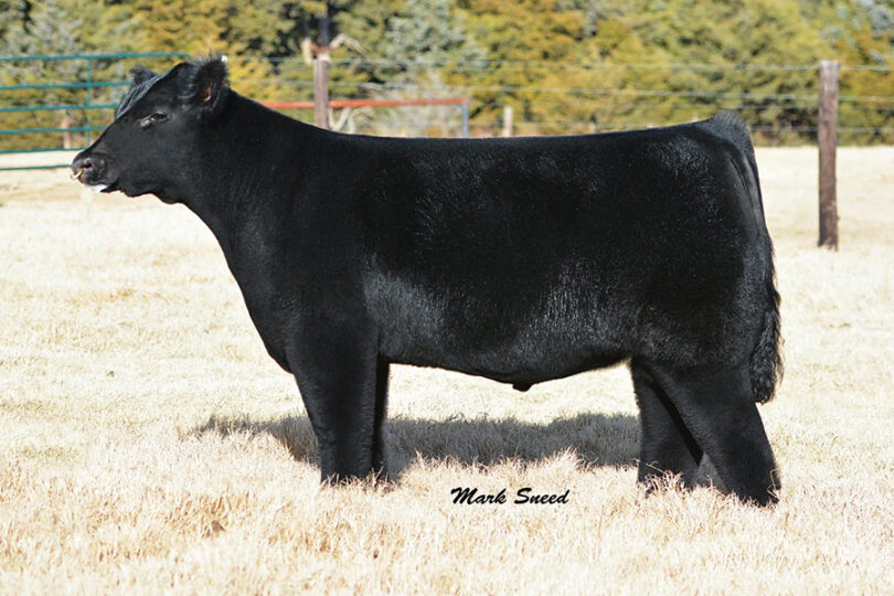 Maine-Anjou – Page 2 – Premium Beef Genetics