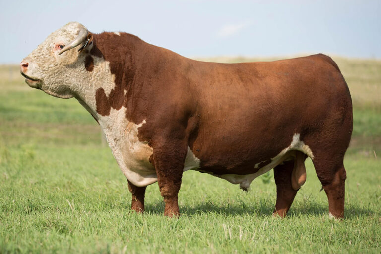 HH ADVANCE 4075B – Premium Beef Genetics