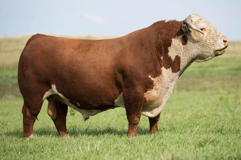 HH ADVANCE 4075B – Premium Beef Genetics