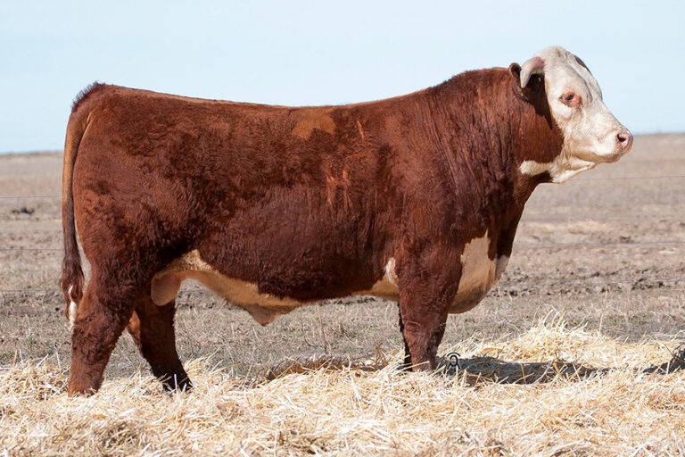 HH ADVANCE 6186D – Premium Beef Genetics