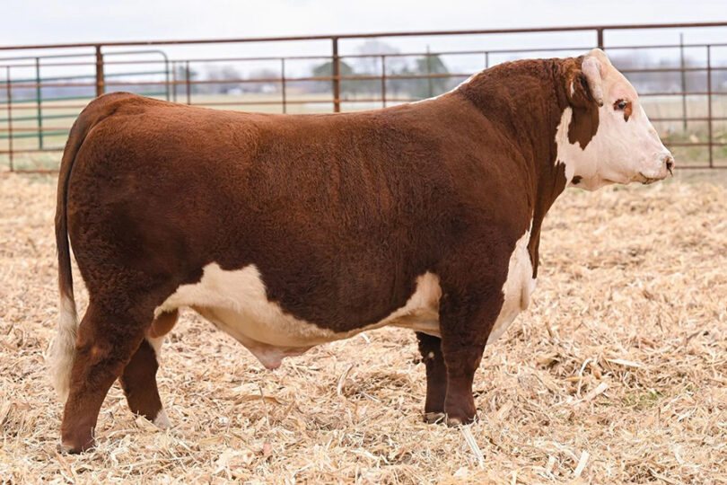 Hereford – Premium Beef Genetics