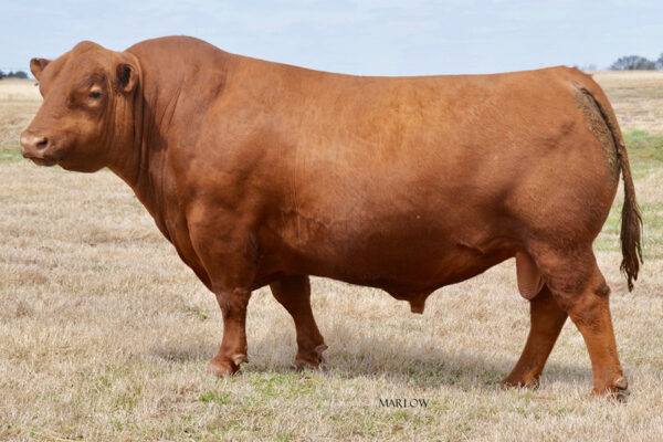 DUFF RED BLOOD 18114 – Premium Beef Genetics