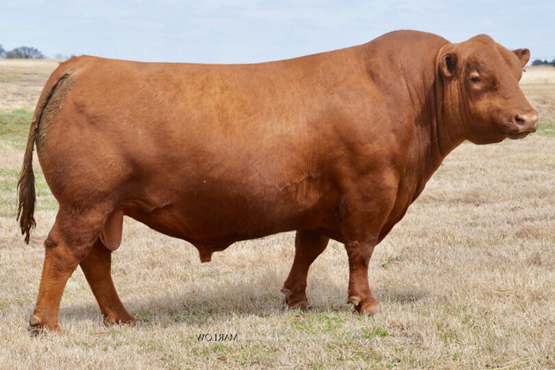 DUFF HD 2046 – Premium Beef Genetics